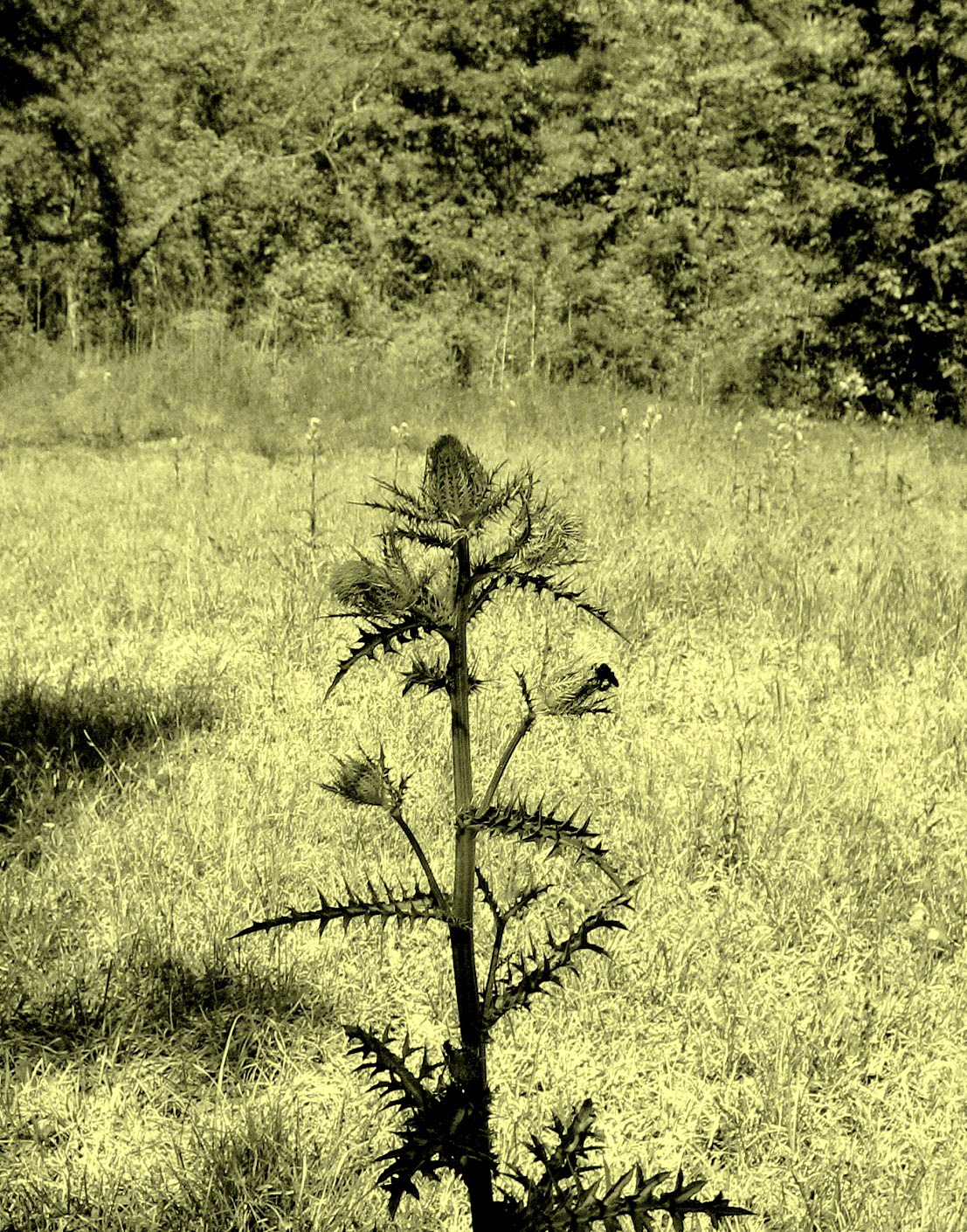 Living Rootless: Lake Martin, Louisiana: Thistle