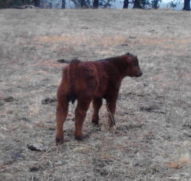 Lautner Farms: From Michaelis Show Cattle - I-80 Bull Calf