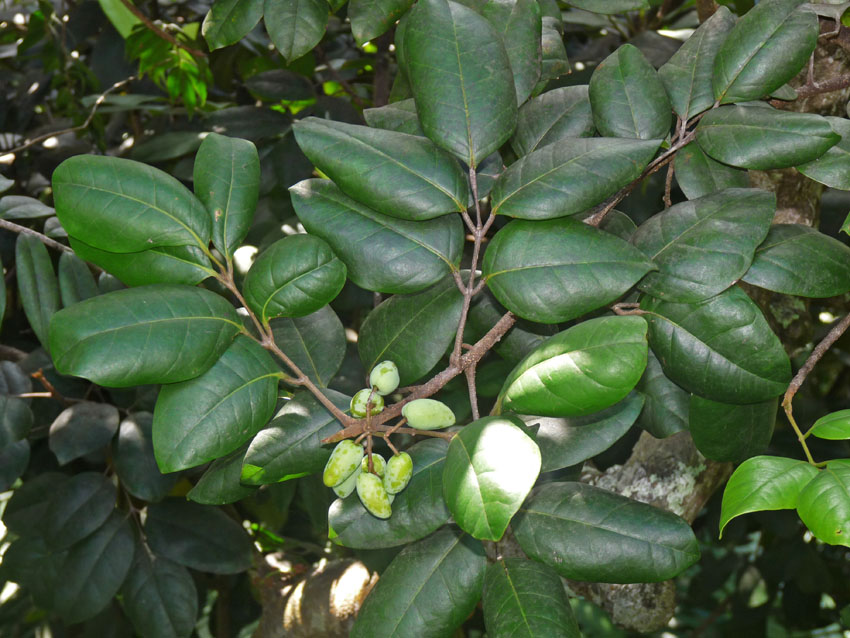 Flora de Puerto Rico Ilustrada Papo Vives: BURSERACEAE DACRYODES ...