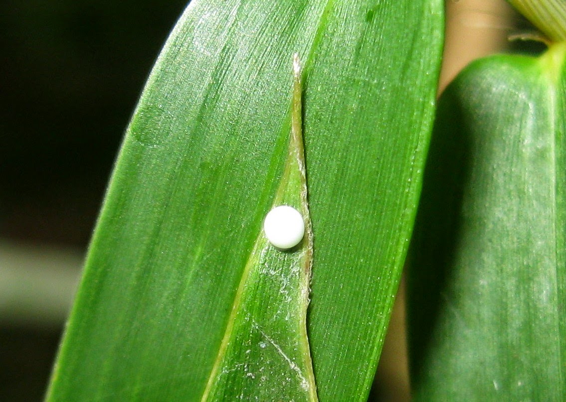 Nature Of Srilanka: Common Red Eye (Matapa aria) - රතැසියා