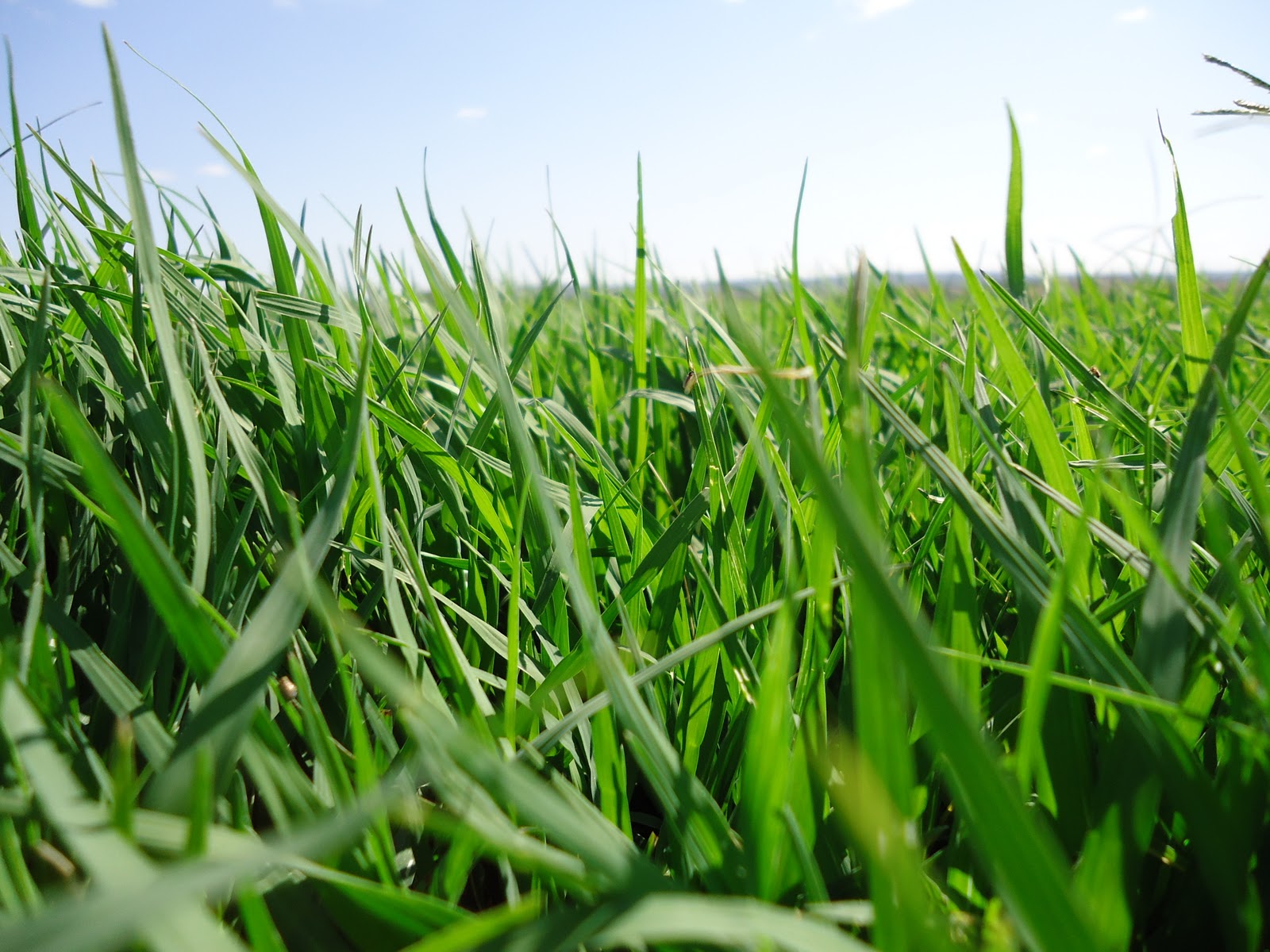 Pastagem, Gestão e Nutrição Animal: Utilidade do Cynodon spp. Tifton-85 ...