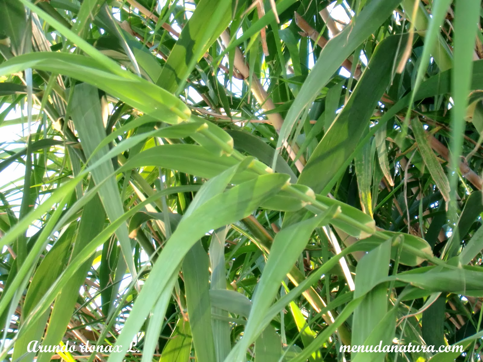 Menuda Natura: Arundo donax L.