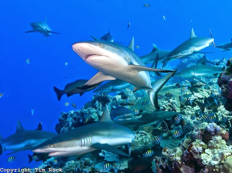 The Best Shark Dive in the World!: FSM Shark Sanctuary - two!