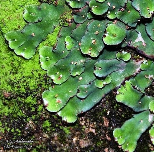 BIODIVERSIDAD COSTA GRANADINA Y...: Marchantia sp.