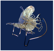 Facial Intelligence: On Palate Expansion