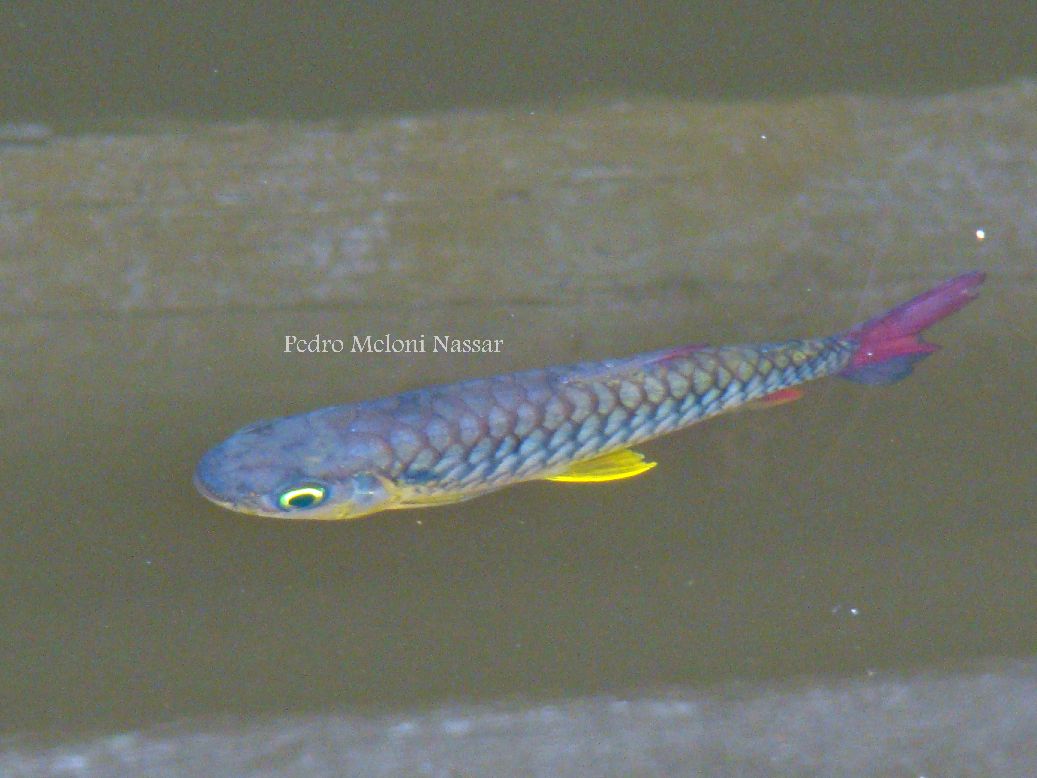 Fauna Brasileira: Arari