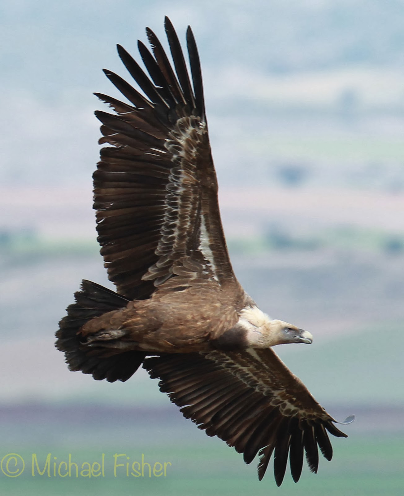 Birds in focus: Griffon Vulture (Gypus Fulvus).Photographs. The Vulture ...