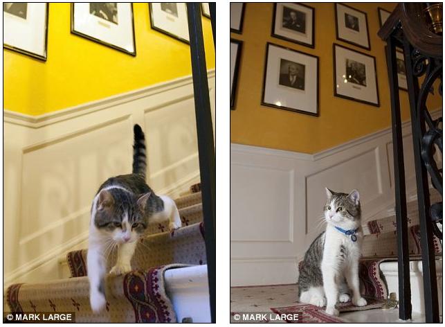 Larry the No 10 cat drafted in as official rat catcher of Downing ...