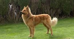 GARAFIA SHEPHERD DOG