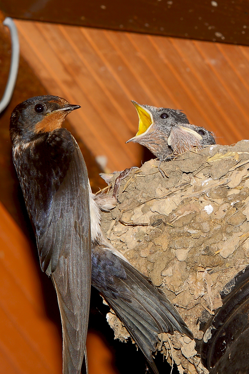 naturaleza andaluza: NIDO GOLONDRINAS