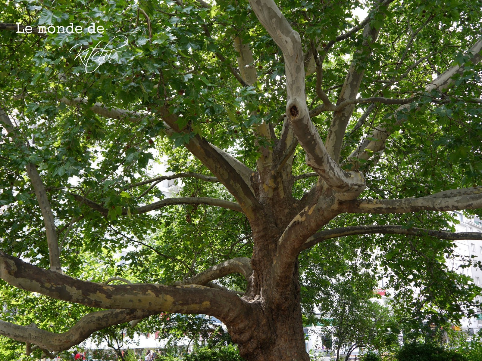 Le monde de Kitchi: Mein Freund, der Baum: Platane