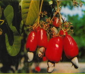 Manfaat Buah Jambu Mete (Jambu Mede)