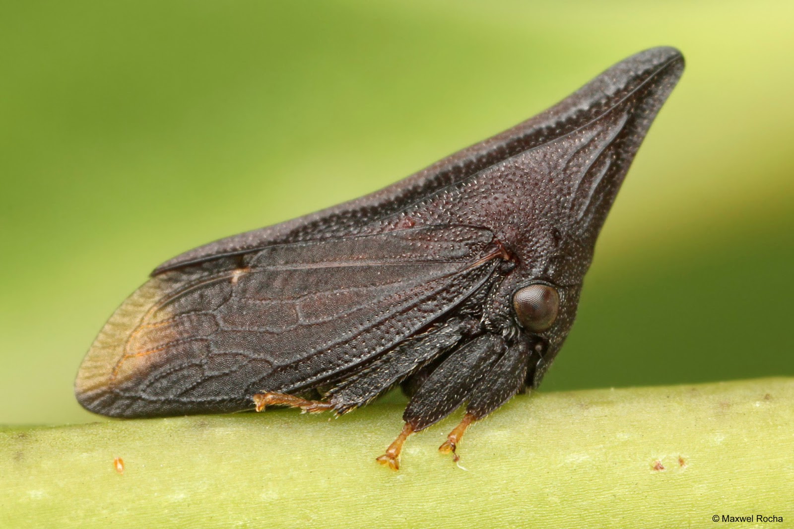 Macrofotografia por Maxwel Rocha: Cicadellidae e Membracidae