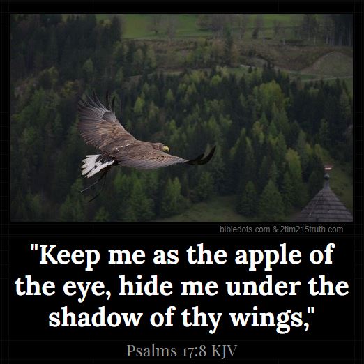 2 Timothy 2:15 Truth: Verse of the Day: Psalms 17:8 KJV