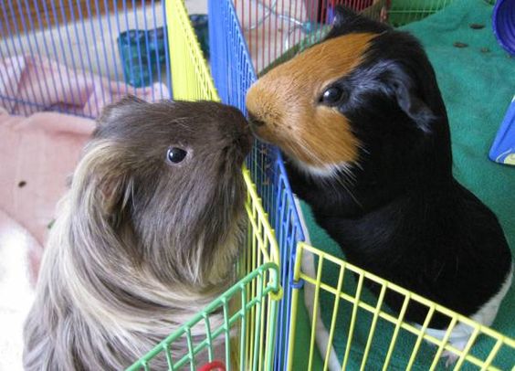 Zamorac kao kućni ljubimac je najpopularnija životinja za sve uzraste ...