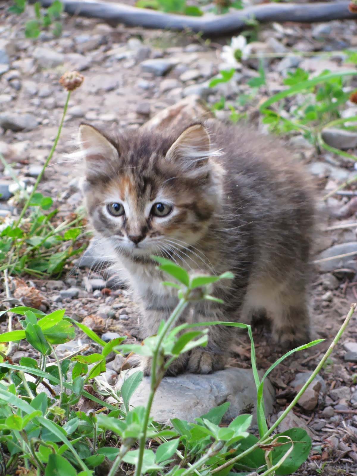 Panhandle Moss and the Pend Oreille Paddler
