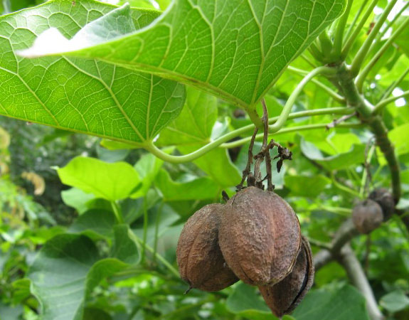 Khasiat buah kluwek ~ HerbalNewsPedia