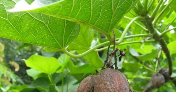 Khasiat buah kluwek ~ HerbalNewsPedia