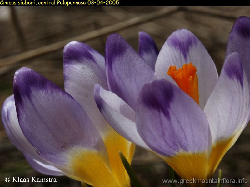 The Country Of Crocuses: Crocus sieberi subsp. sublimis (C. atticus ...