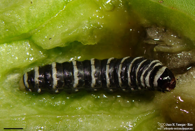 ARTHROPODA MEXICANA: El "gusano cebra" Melitara nephelepasa (Dyar)