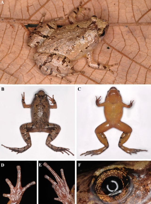 Species New to Science: [Herpetology • 2019] Microhyla aurantiventris ...
