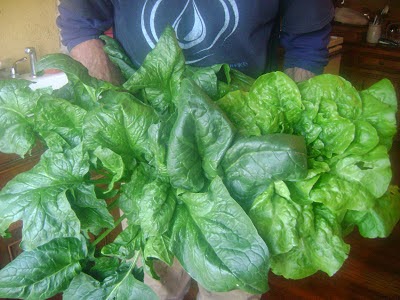 TSG: Growing LETTUCE Organically