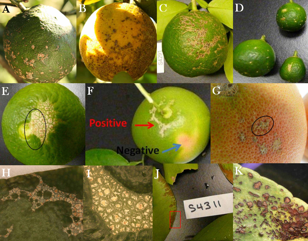 silahkan sms: Penyakit Jeruk: Kudis Jeruk-Manis