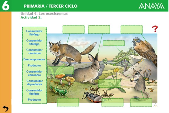 Productores Consumidores Y Descomponedores