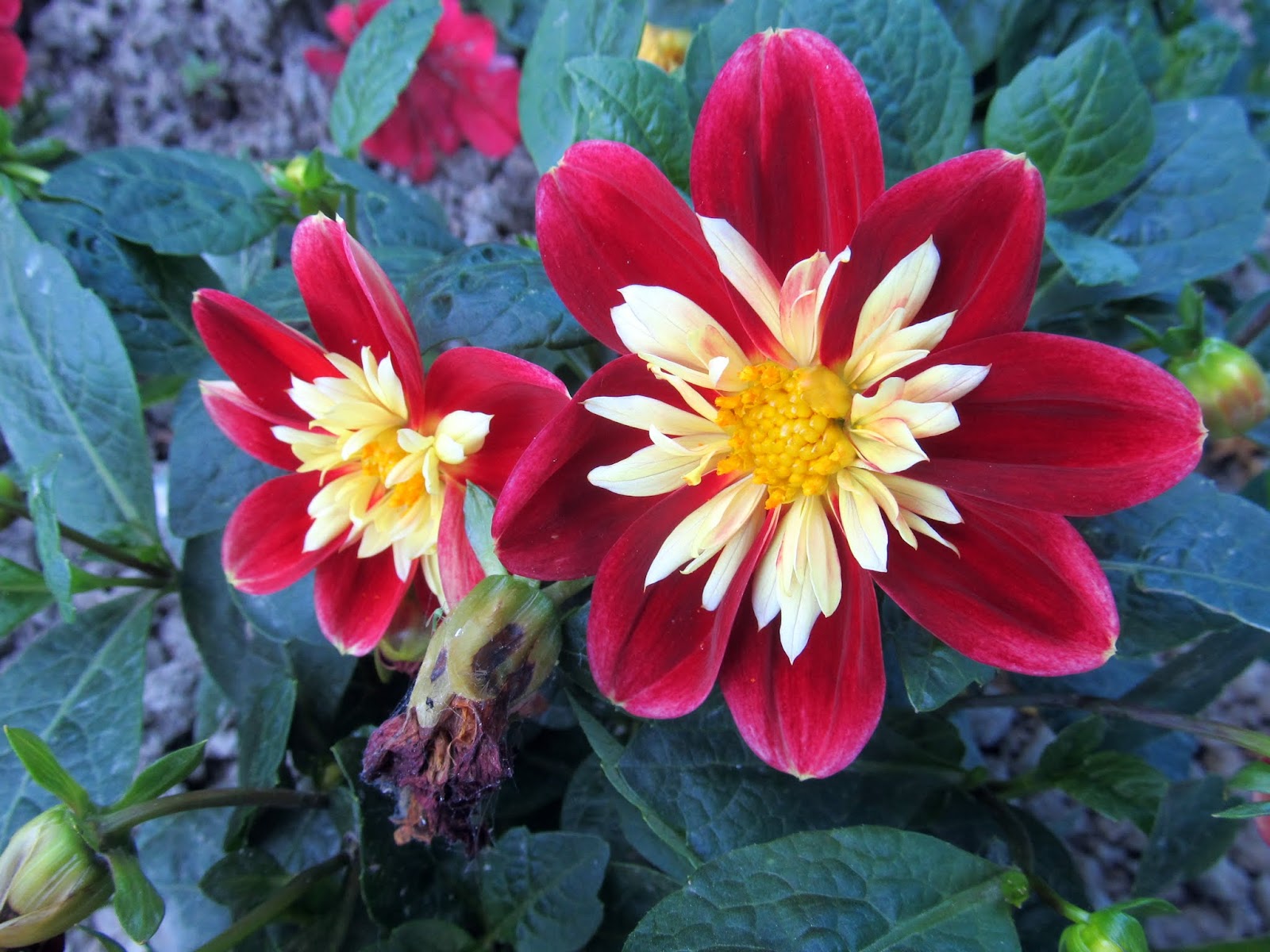 Cittaslow Botanik Park: DALYA / YILDIZ ÇİÇEĞİ