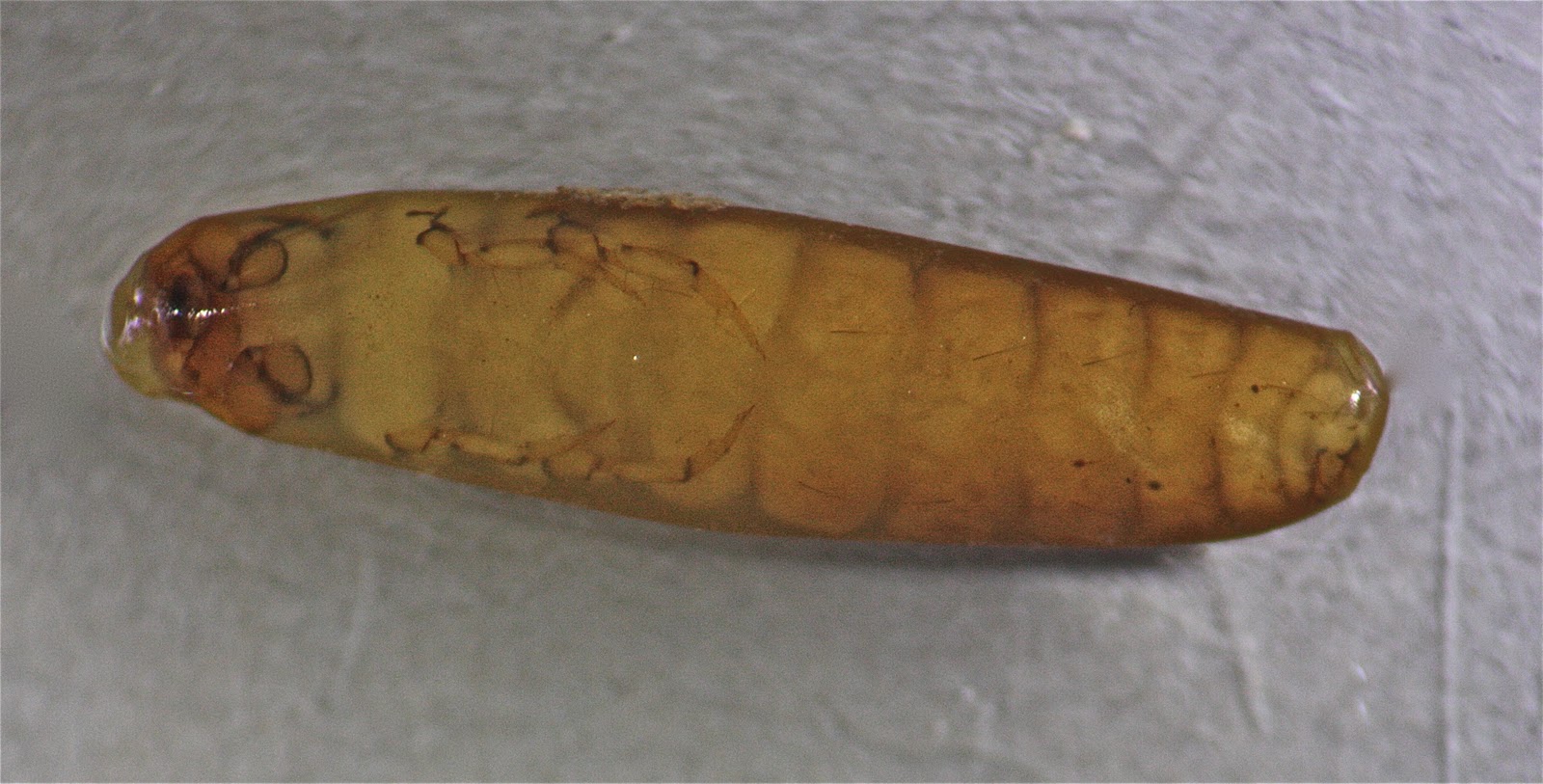 Aquatic Insects of Central Virginia: The Pupae of Diptera (true flies ...