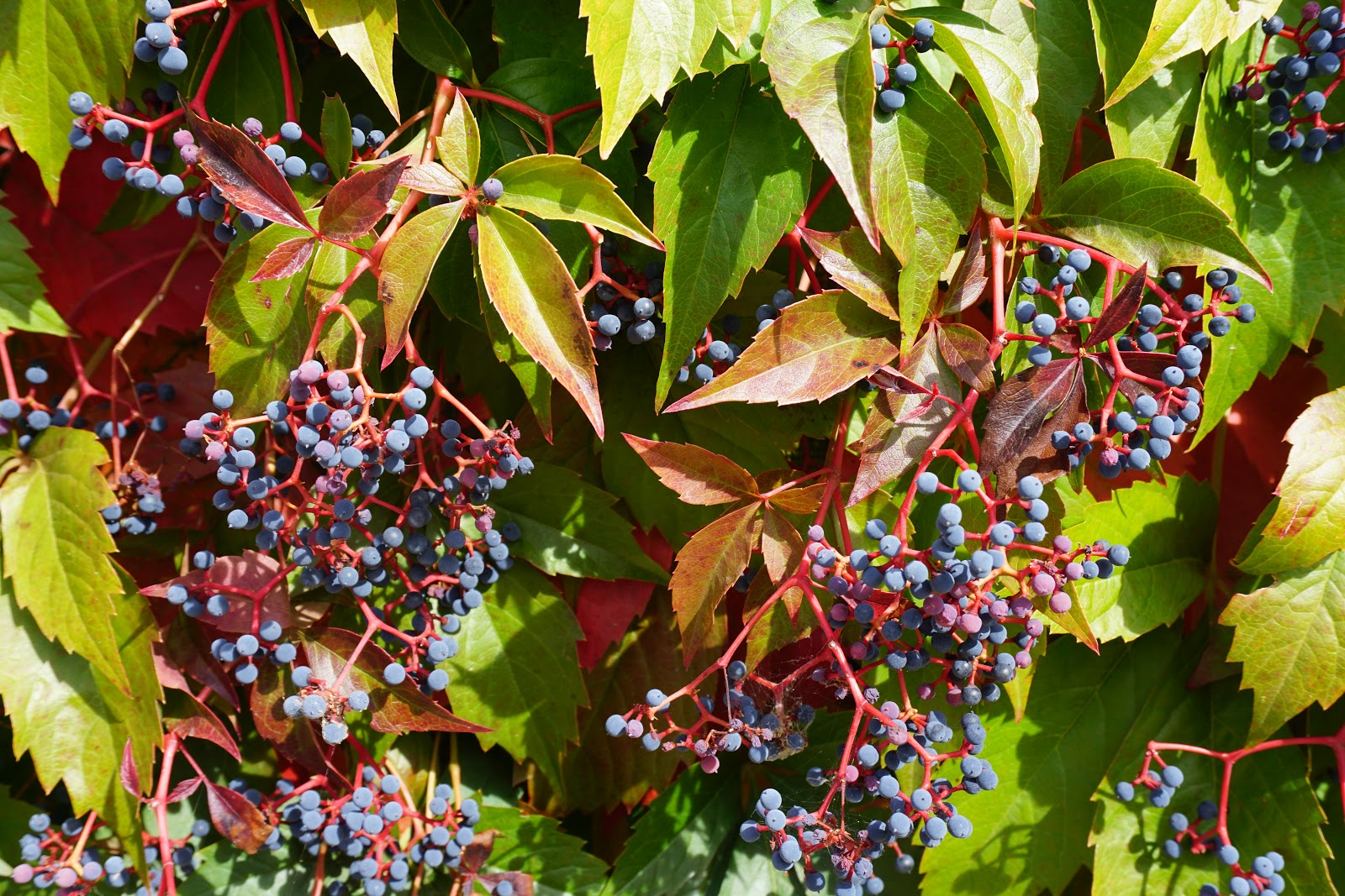Plantas de Huerta Otea, Salamanca: Parra de Virginia, para virgen ...