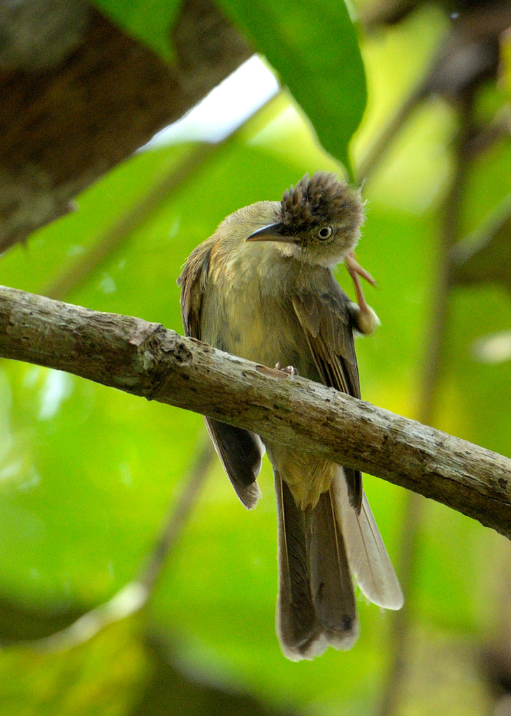 Southern Wings: Panti's Green Broadbills!