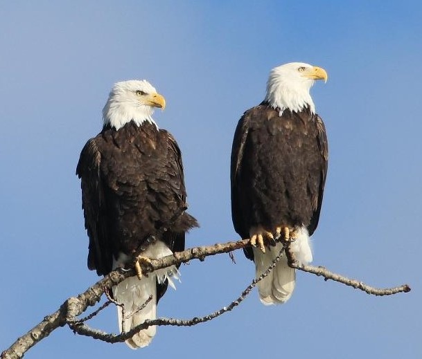 BARRY the BIRDER: Canadian west coast Bald Eagles...