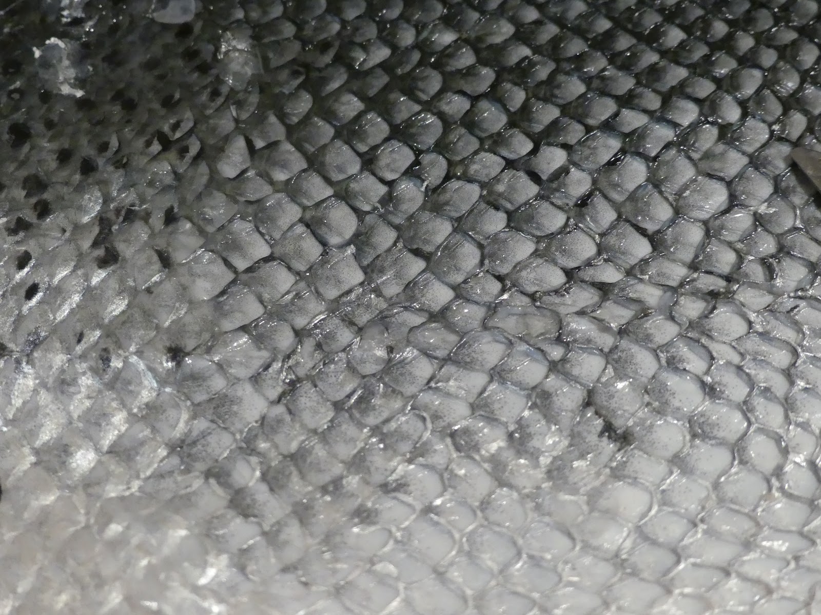 The Outdoor Traditionalist : Fish Skin Leather