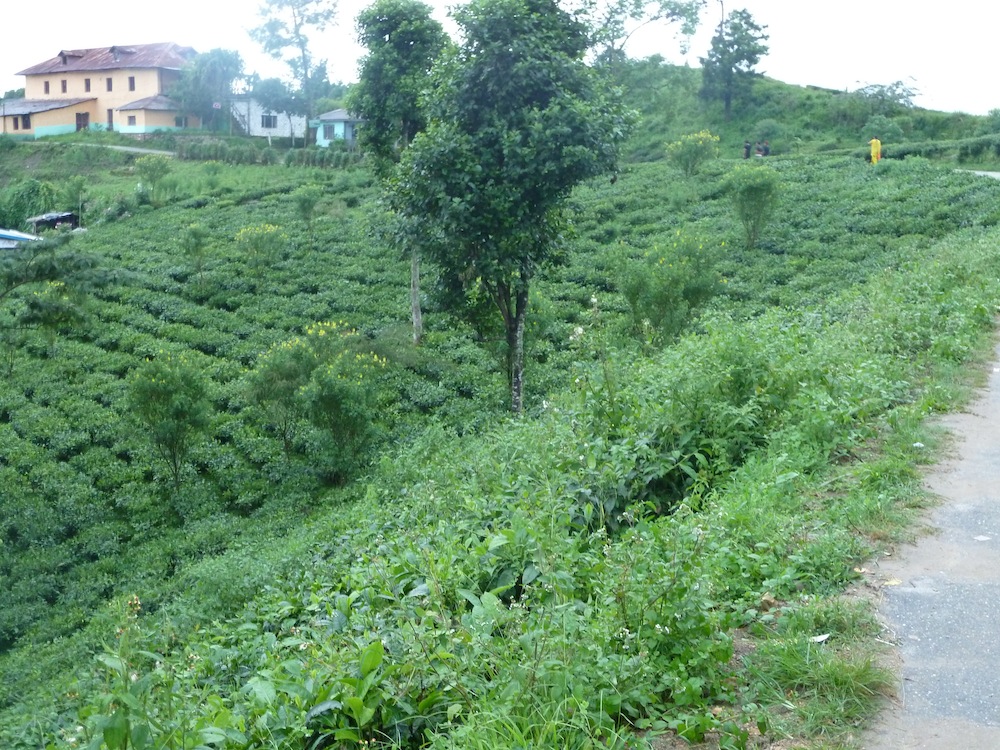 Sam in Nepal: Back to Nepal - Part 1 - Tea and Hydro