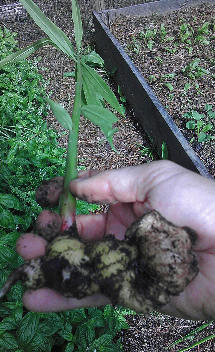 Harvesting Ginger – maitrihomestead.com