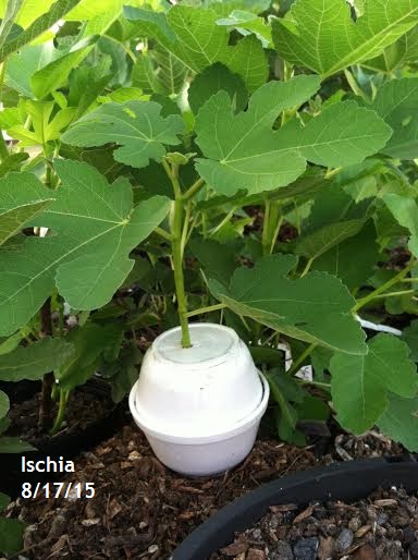 Figs Fort Smith!: Air Layering Fig Trees