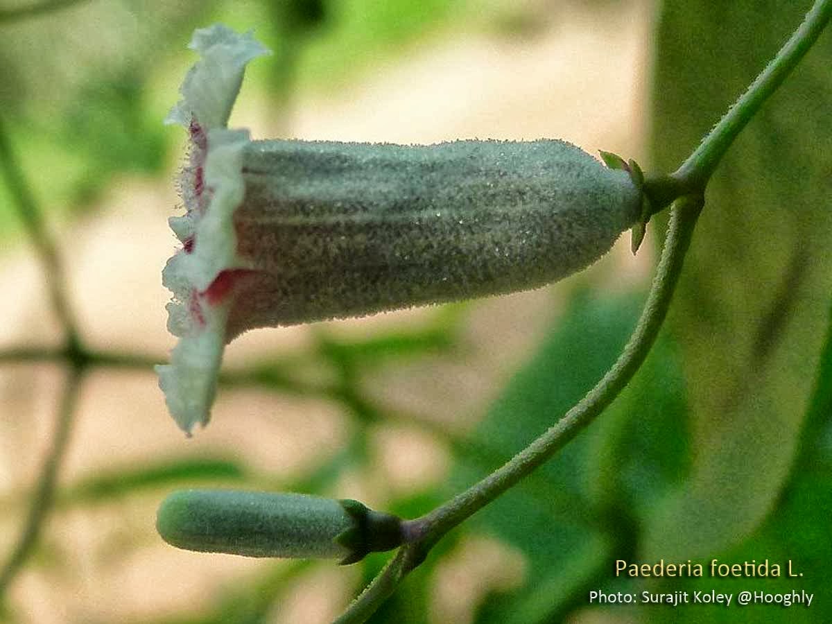 Medicinal Plants: Paederia foetida, Prasarani, Tala nili, Mudiyar Kundal