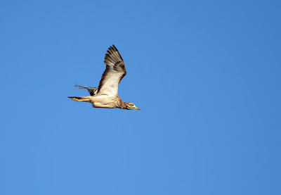 Birding Canarias: Cigarrones y aves en la meseta de Nizdafe.