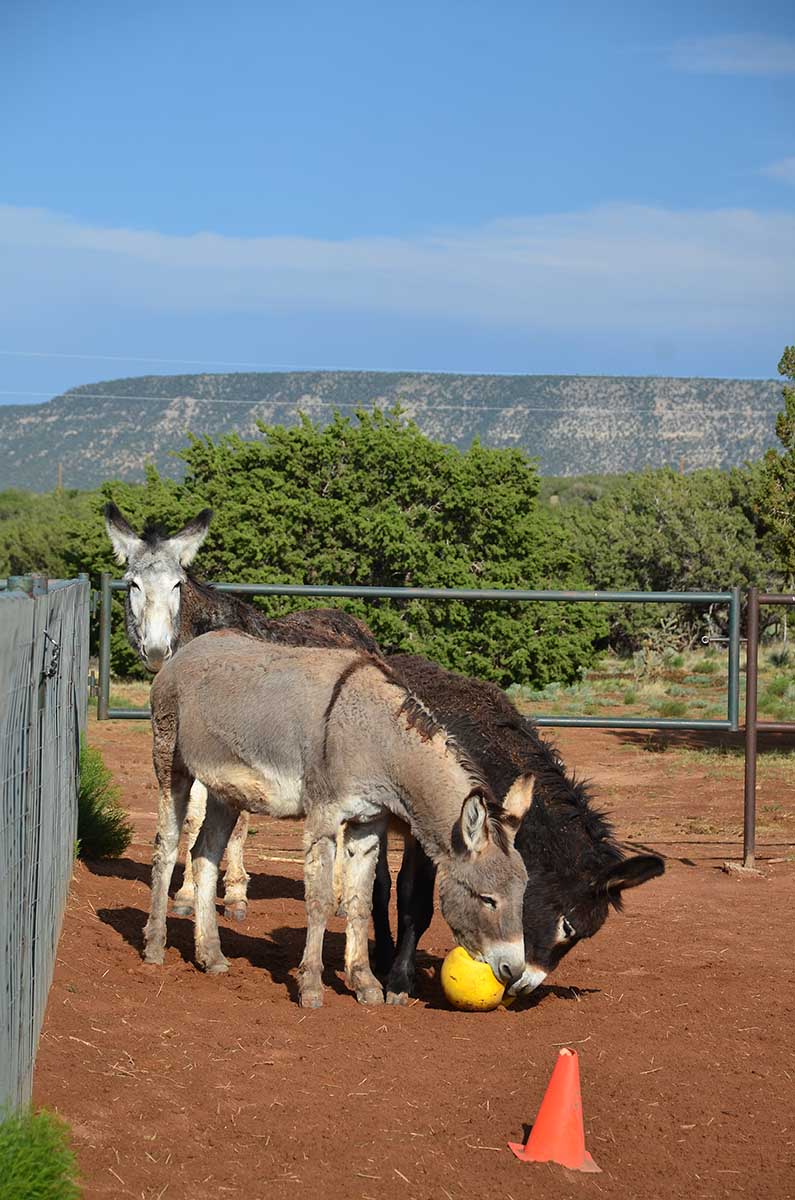 The 7MSN Ranch: George and Alan walk the cone