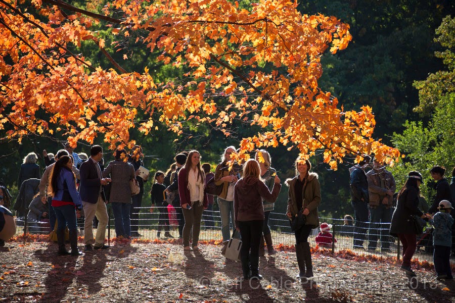 Jeff Cable's Blog: New York City - Fall Colors in Central Park