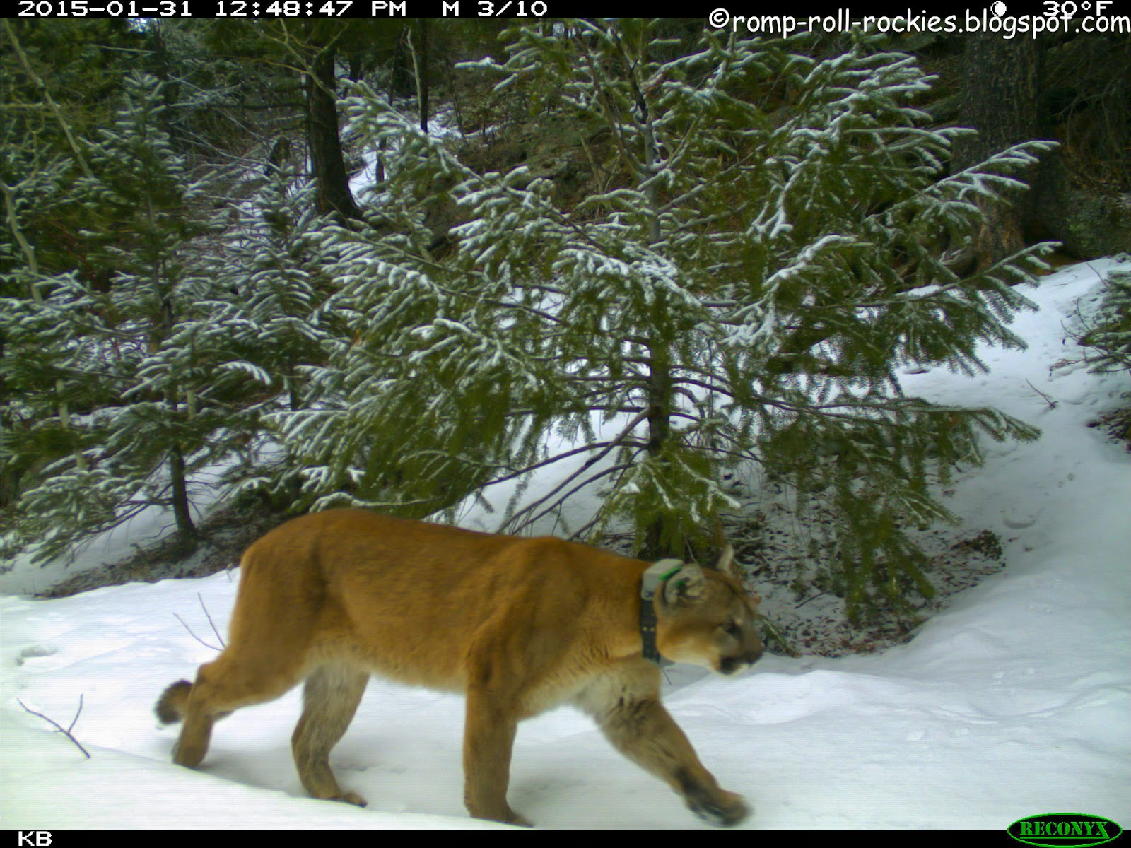 Romping and Rolling in the Rockies: Wild Cats in the Forest