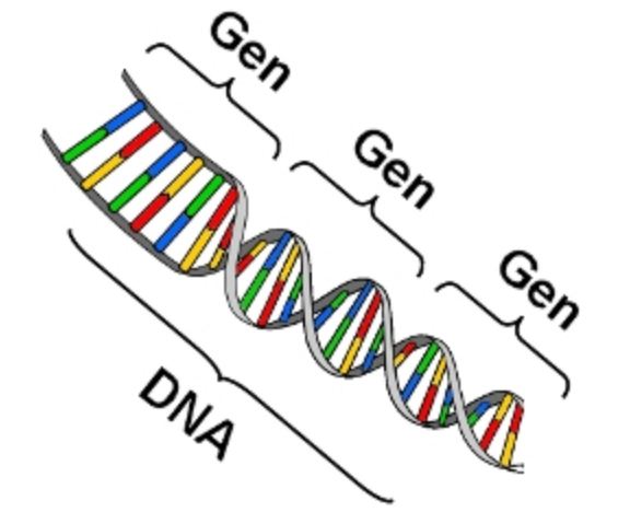 Fungsi pokok gen diantaranya adalah mengatur perkembangan dan ...