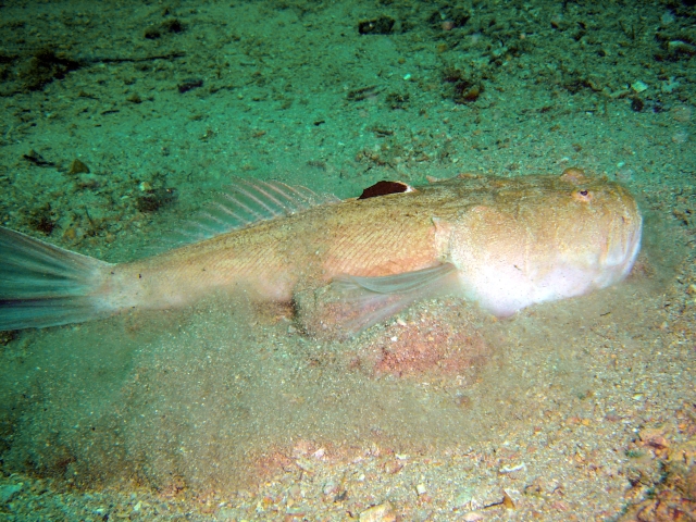 Artes de Pesca: VAMOS A PESCAR RATA PEZ