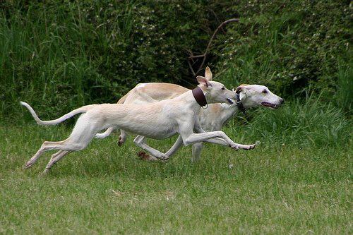 Coko&Rufo: El Galgo Español