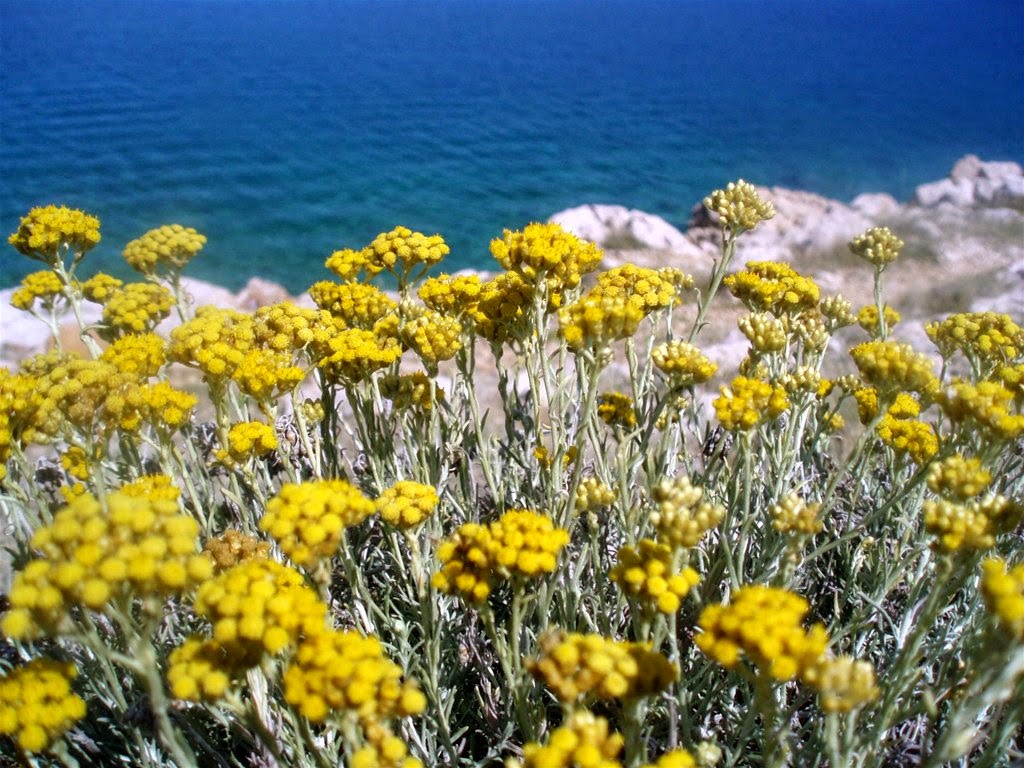 spagosmail: Biljka trenutka – Cmilje