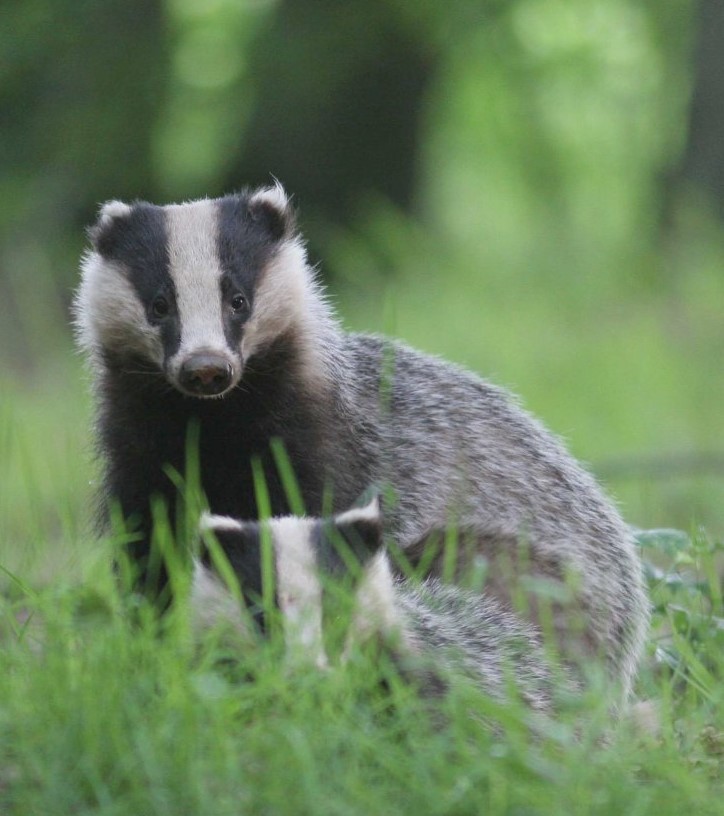 Turismo Abaurrea: El Tejón