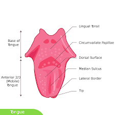 PENGERTIAN PANCA INDERA: MACAM, FUNGSI SERTA GAMBAR PANCA INDRA ...