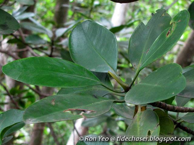 tHE tiDE cHAsER: Tengar (Ceriops tagal)