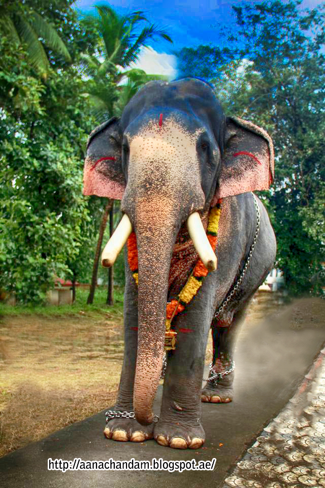 Kerala Elephants Images | Kerala elephants wallpapers HD | Kerala ...